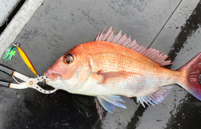 TGスロー活躍中！太漁丸でSLJ始まりだしましたよ！ | NABURAな毎日