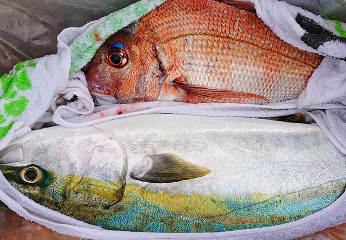 TGスロー活躍中！太漁丸でSLJ始まりだしましたよ！ | NABURAな毎日